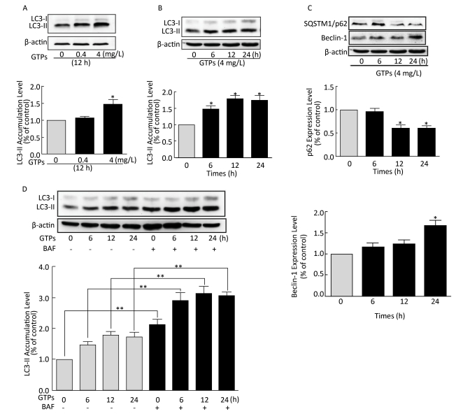 Green Tea Polyphenols Alleviate Autophagy Inhibition Induced by High ...