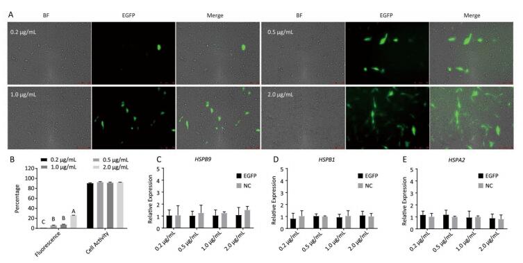 Effect of HSPB9 on Apoptosis of DF-1 Cells