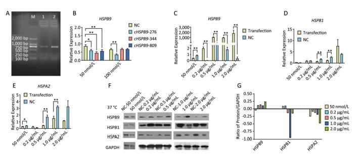 Effect of HSPB9 on Apoptosis of DF-1 Cells