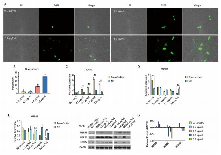 Effect of HSPB9 on Apoptosis of DF-1 Cells