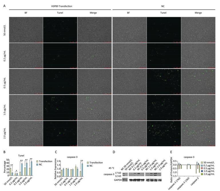 Effect of HSPB9 on Apoptosis of DF-1 Cells