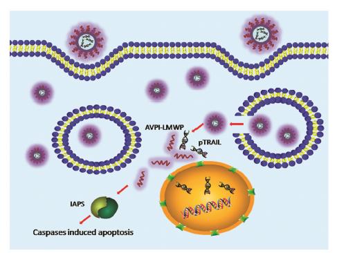 具有穿膜功能的嵌合型AVPI-低分子量鱼精蛋白/DNA共给药系统的抗肿瘤研究
