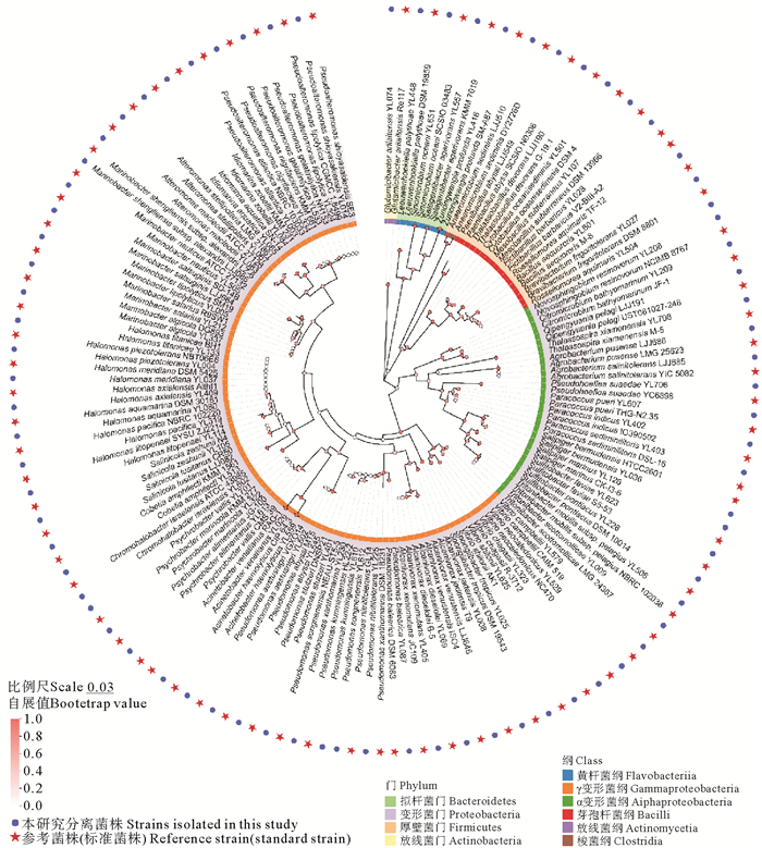 南海台湾冷泉区可培养细菌的多样性研究