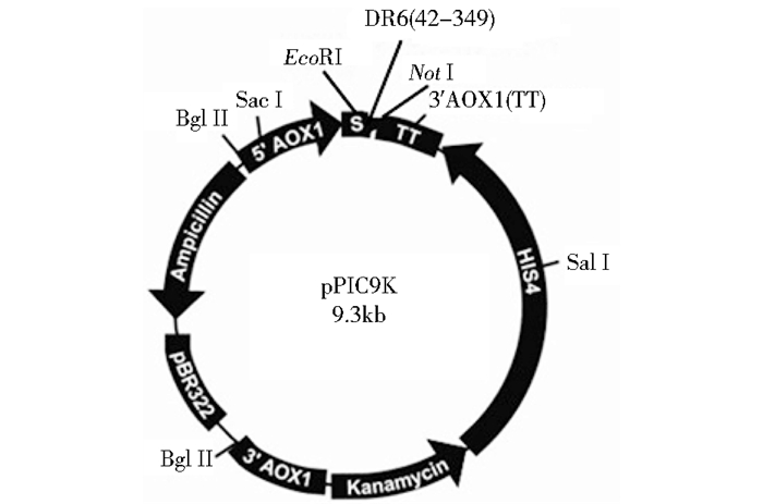 重组人死亡受体6胞外结构域的制备及与淀粉样前体蛋白N端片段相互作用鉴定