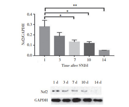 脉冲射频通过调控Nrf2的表达减轻神经病理性疼痛大鼠的机械痛敏