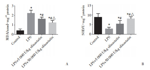 乌司他丁对脂多糖诱导小鼠急性肾损伤的保护作用及其机制