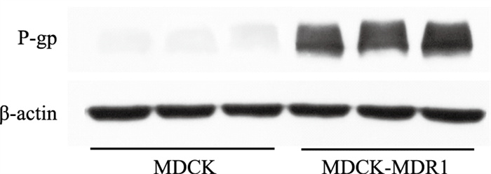 岩白菜素在MDCK-MDR1细胞模型中的跨膜转运机制