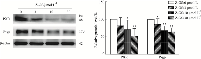 没药甾酮下调PXR/P-gp通路逆转肝癌化疗耐药机制