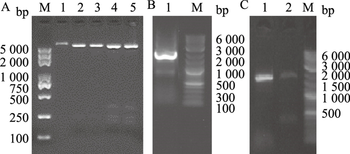 新冠病毒相关蛋白 TMPRSS 2结构与功能的生信分析及表达载体构建