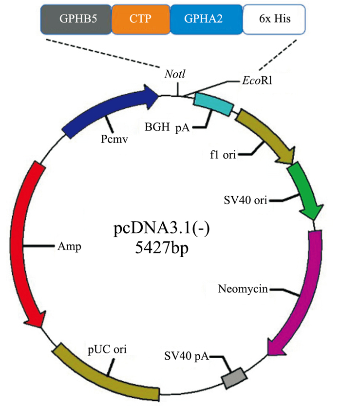 重组人糖蛋白激素β5/α2融合蛋白在CHO-S细胞中的表达纯化及功能活性分析