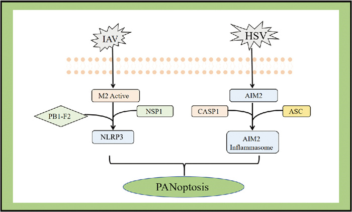 PANoptosis：解析细胞死亡的新维度在相关疾病中的研究进展