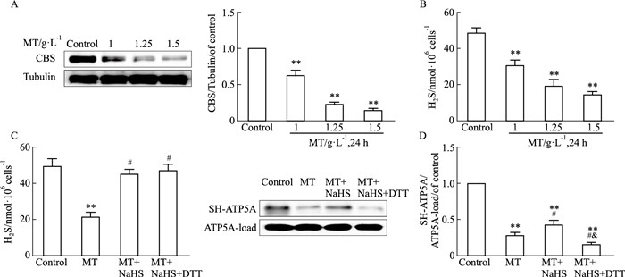苦参碱通过抑制CBS/H 2 S/ATP5A通路诱导肝毒性