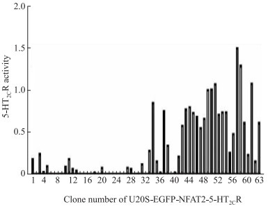 5-HT 2C R与EGFP-NFAT2共表达细胞株的构建