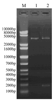 负载人microRNA-149的复制缺陷型腺病毒对人肝癌细胞株增殖的影响
