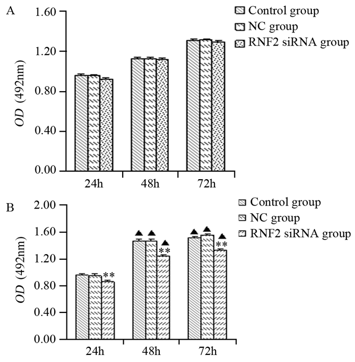 靶向沉默RNF2基因对食管癌细胞放射敏感度的影响