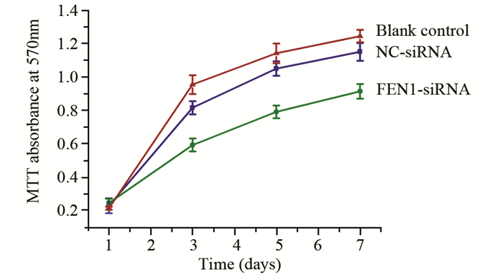 FEN1过表达对肝细胞癌细胞生物学行为及患者预后的作用