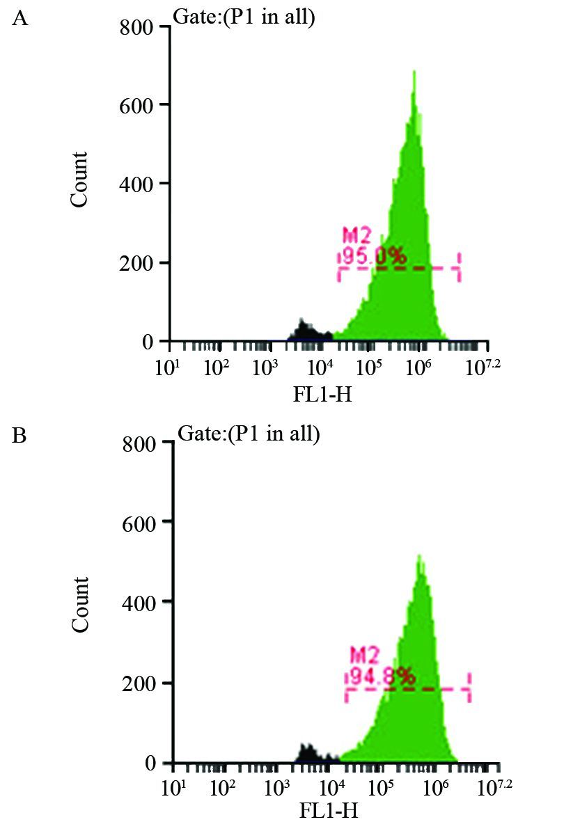 跨膜接头蛋白PAG1过表达对皮肤鳞癌细胞A431运动能力的影响