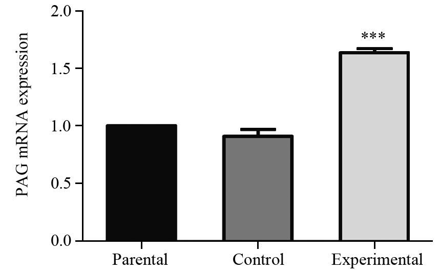 跨膜接头蛋白PAG1过表达对皮肤鳞癌细胞A431运动能力的影响