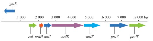 nrdF 基因介导禽致病性大肠杆菌DE205B的抗氧化应激