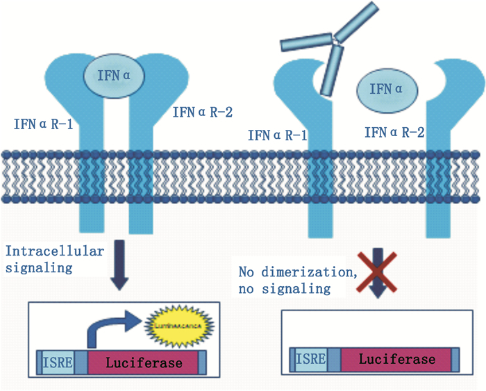 基于报告基因的抗IFNR1单抗生物学活性测定方法的建立