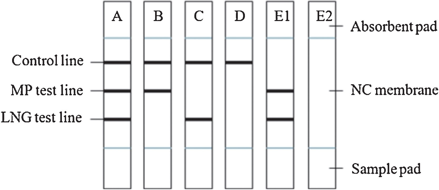 An immunochromatographic assay for rapid and simultaneous detection of ...