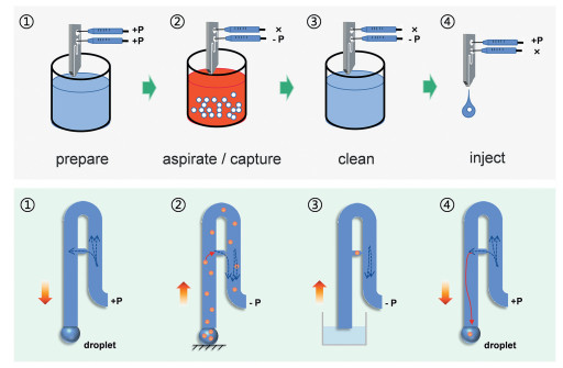 Fig. 2. Work flow for single-cell capture/release by using mSCP. Single ...