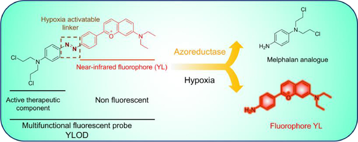 Scheme 1. Hypoxia fluorescent probe YLOD and its activation.