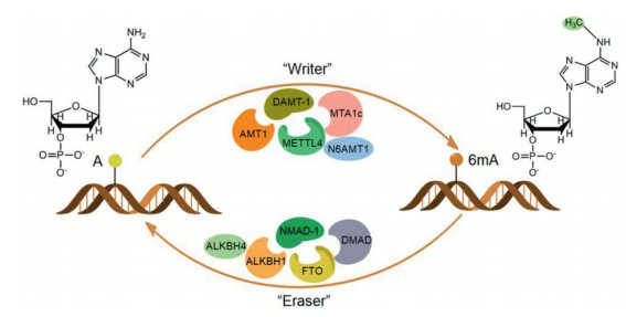 Fig. 2. Regulating proteins of 6mA. 6mA can be dynamically regulated by ...