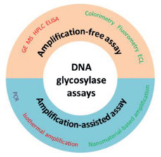 Fig. 1. Schematic illustration of DNA glycosylase assay.