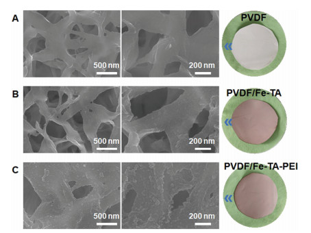 Fig. 2. The SEM and photo images of (A) the original PVDF, (B) PVDF/Fe ...