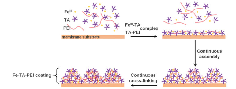 Fig. 4. Illustration of the assembly mechanism of the Fe-TA-PEI coating.
