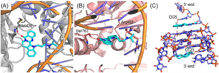 Fig. 4. The binding modes of compound 15g . Proposed molecular ...