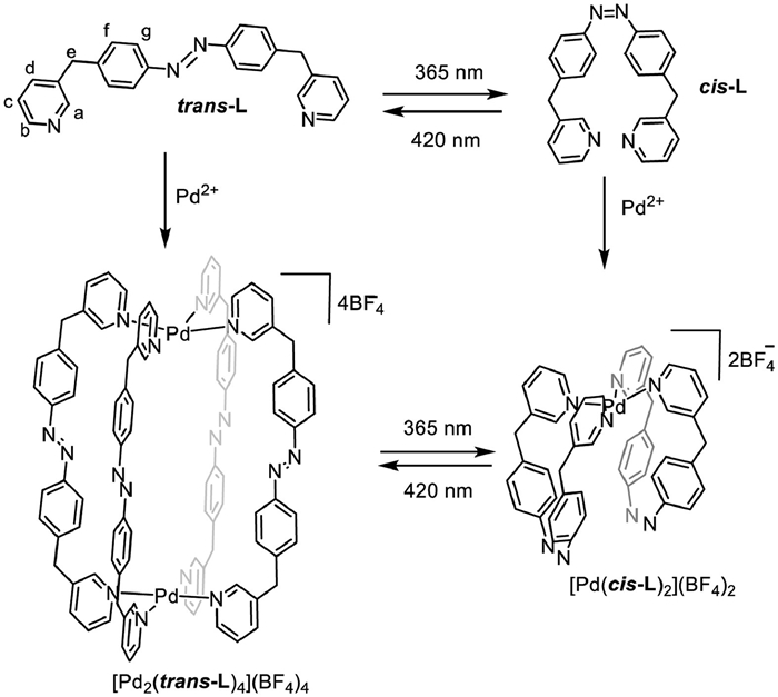 Fig. 1. Schematic diagram of the light-driven interconversion of L and ...