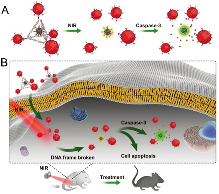 Fig. 7. (A) An NIR-induced dissassembly of UAuTe tetrahedron. (B) The ...