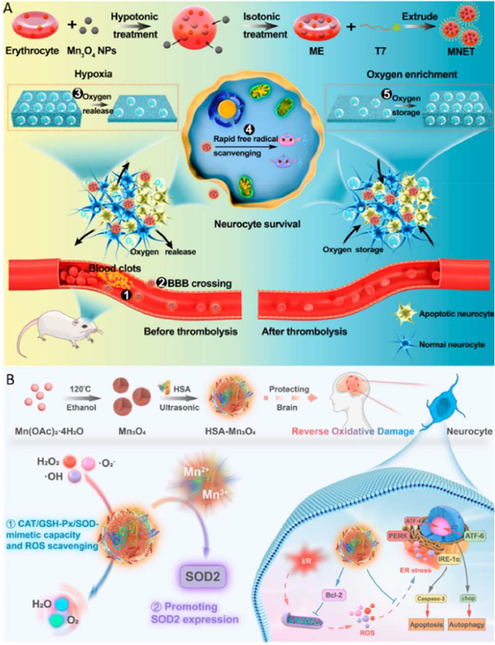 3.3.3. Anti-oxidase drug-loaded NPs