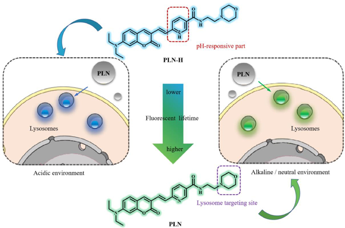 Scheme 1. The design concept of the probe PLN