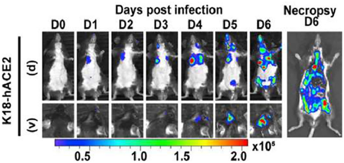 4.2.2. Viral infection and immune response